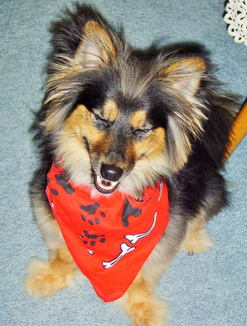 Puppy Pick-Me-Ups – Wagging Tails Pet Resort