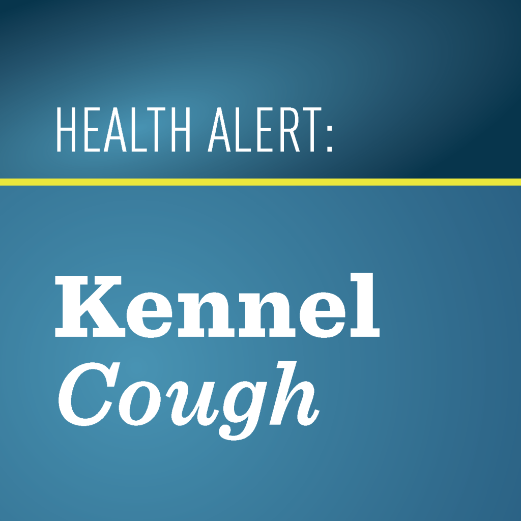 Your Dog’s Health: Kennel Cough – Wagging Tails Pet Resort