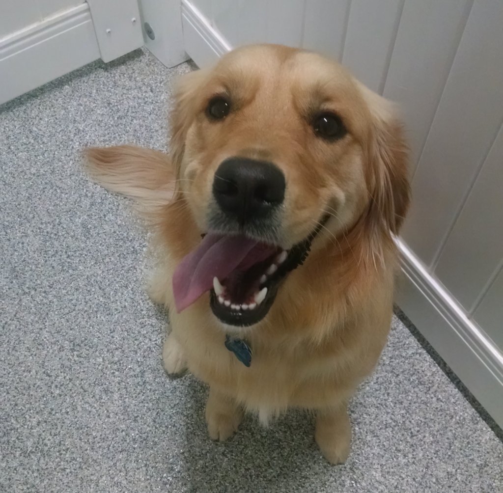 Tail Waggers of the Month - Wagging Tails Pet Resort