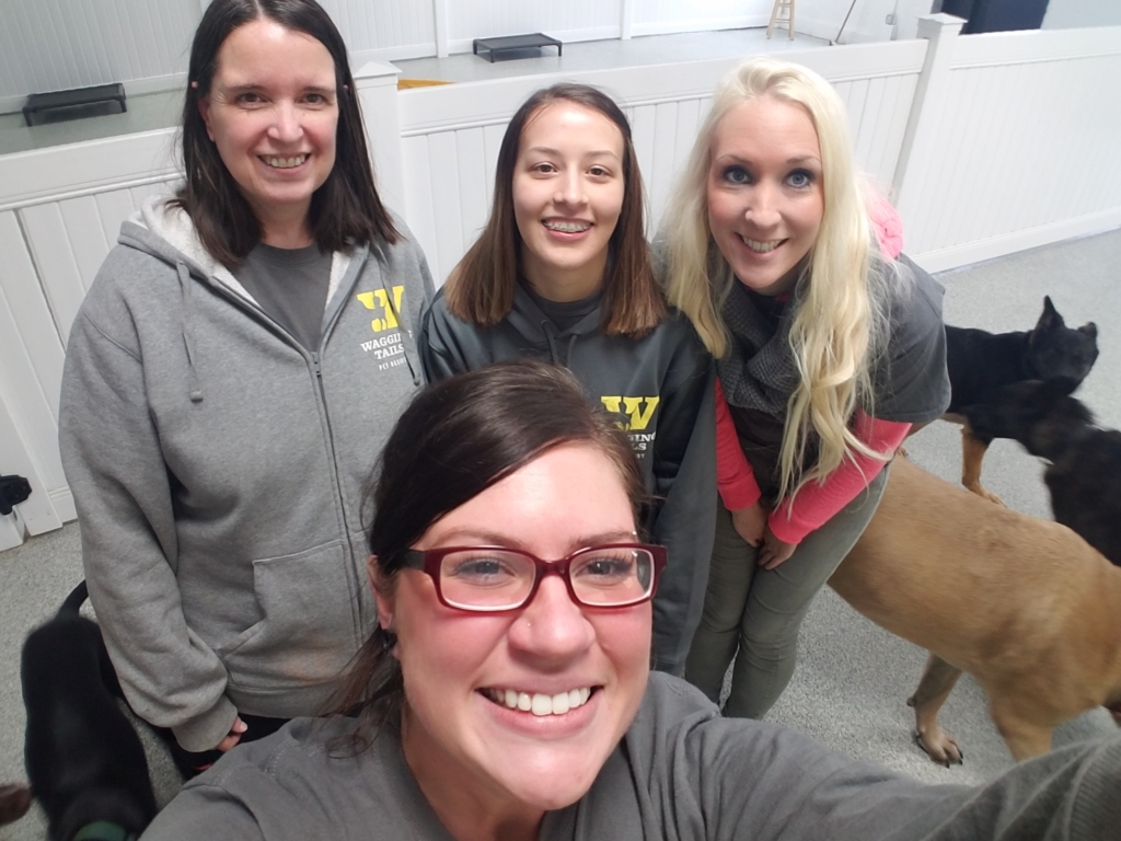 Farewell 2016! – Wagging Tails Pet Resort