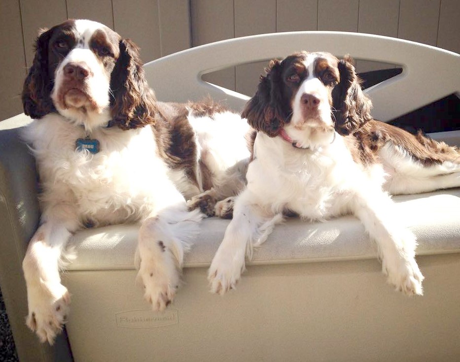 Tail Waggers of the Month - Wagging Tails Pet Resort