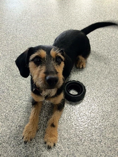 Tail Waggers of the Month - Wagging Tails Pet Resort