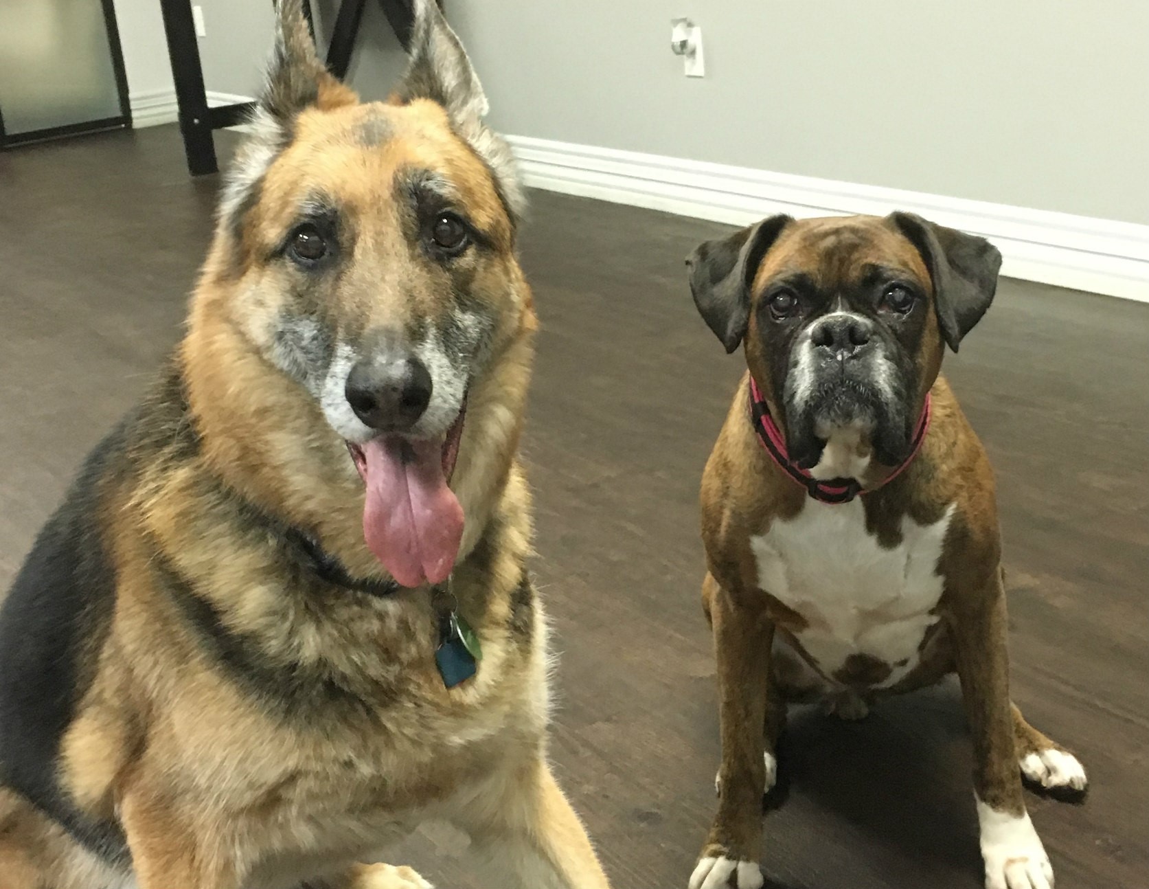Tail Waggers of the Month - Wagging Tails Pet Resort