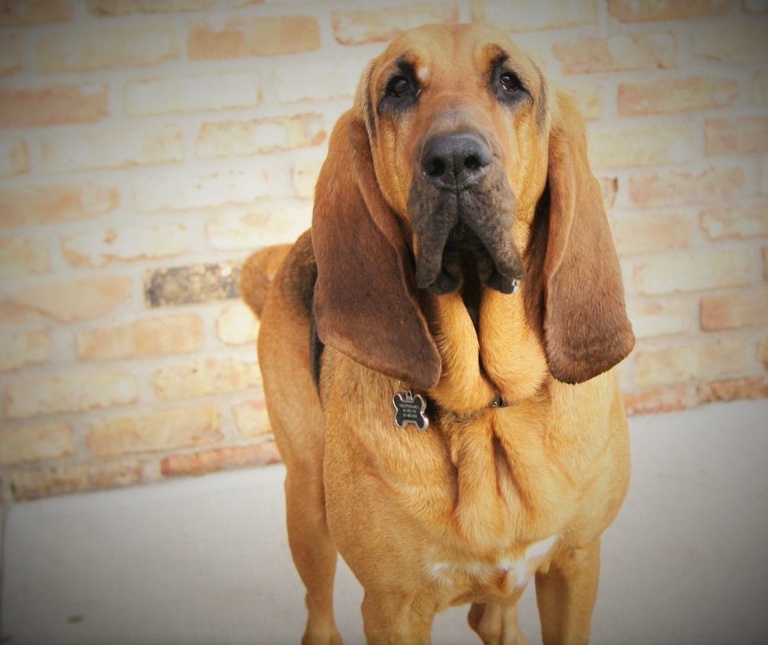 Tail Waggers of the Month - Wagging Tails Pet Resort