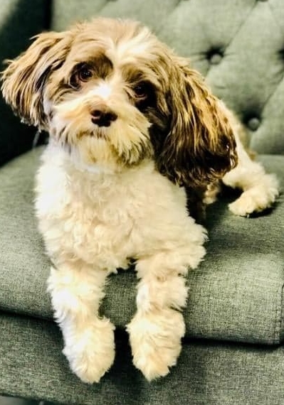 Tail Waggers of the Month - Wagging Tails Pet Resort