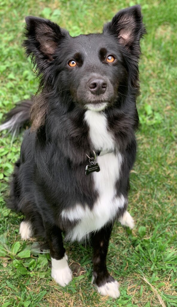 Tail Waggers of the Month - Wagging Tails Pet Resort