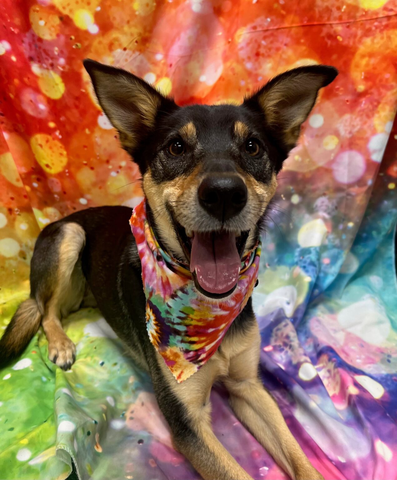 Tail Wagger of the Month - Wagging Tails Pet Resort