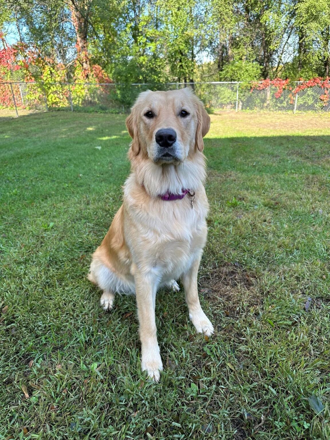 Tail Wagger of the Month - Wagging Tails Pet Resort