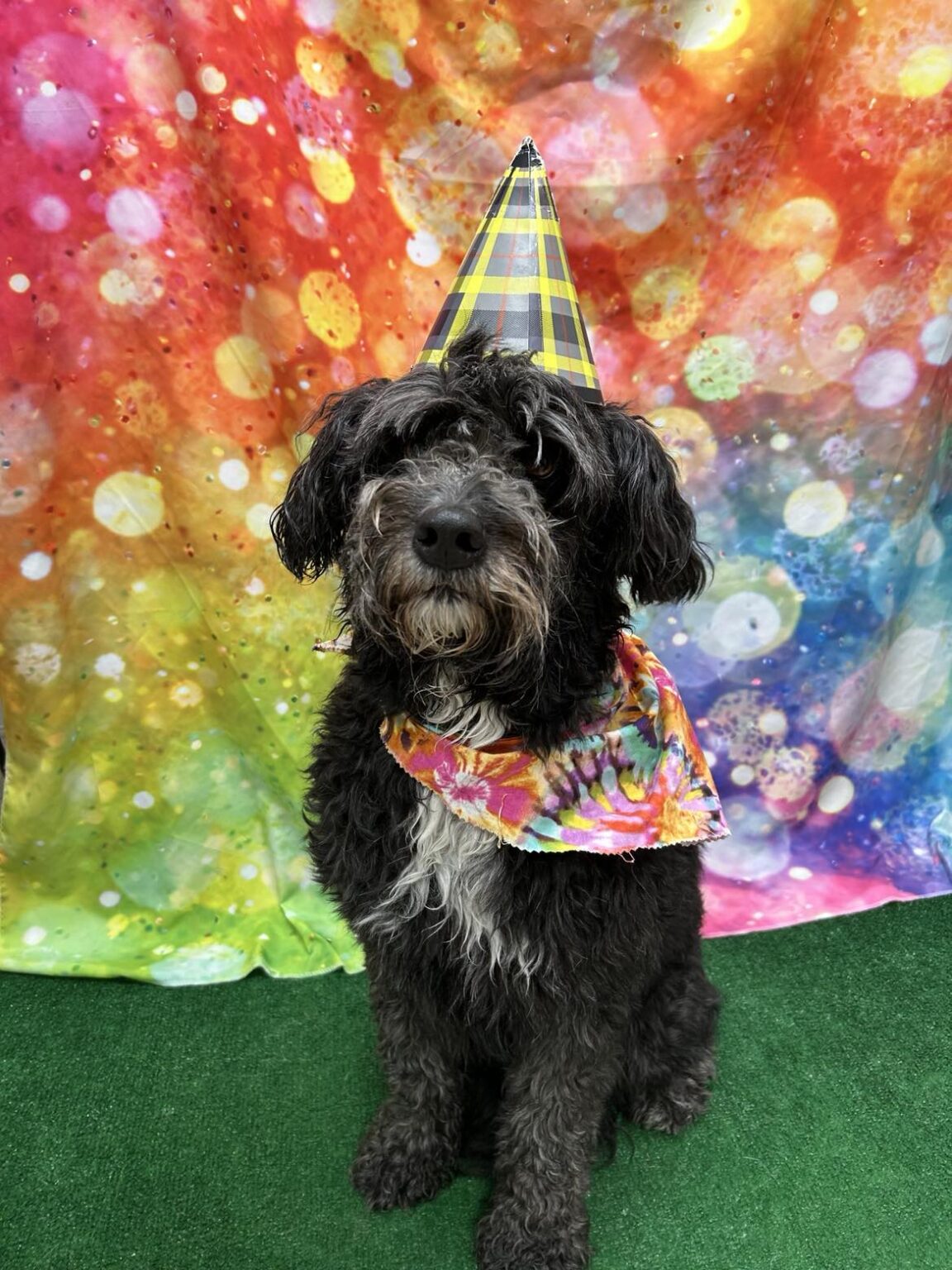 Blog - Wagging Tails Pet Resort